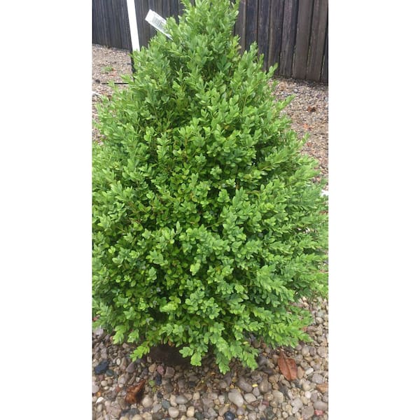 3.58 Gal. Buxus Green Mountain Shrub 248321 - The Home Depot