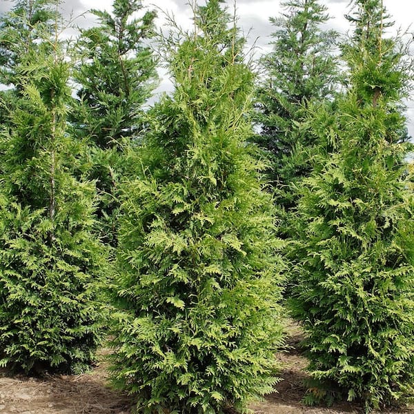 7 (0 to 10 F) - Arborvitae - Trees - The Home Depot