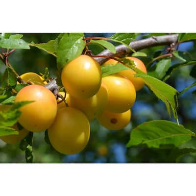 Online Orchards Dwarf Italian Plum Tree Bare Root FTPL001
