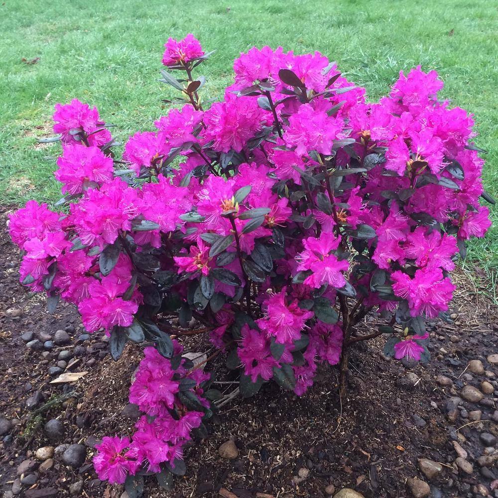 DIRECT GARDENING 1 Gal. Pot, P. J. Mezitt Elite Star Purple Flowering ...