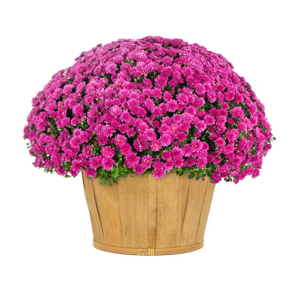 METROLINA GREENHOUSES 1.5 Gal. Purple Bushel Basket Mum Chrysanthemum ...