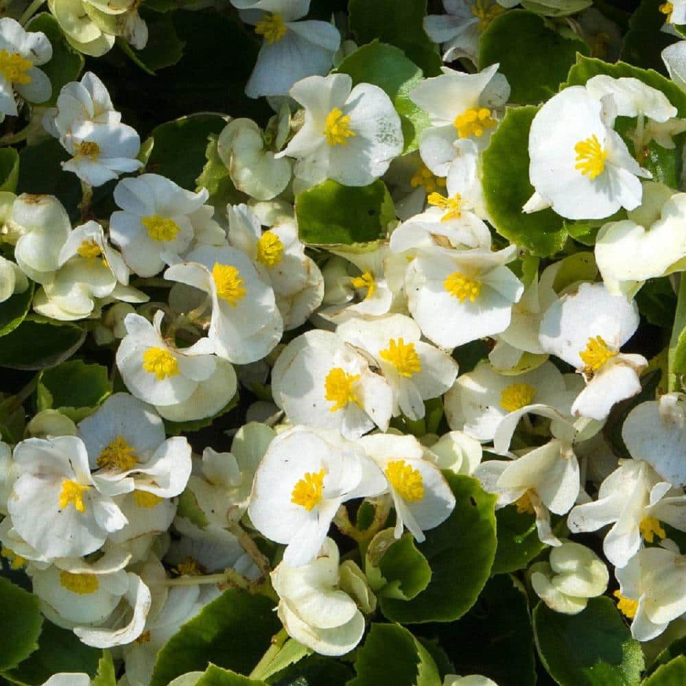 Pennington 1 Gal. White Big Begonia Live Annual Plant (1-Pack ...