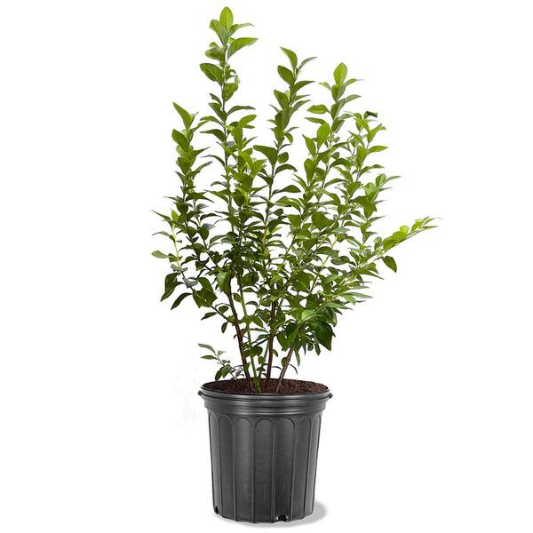 7 Gal. Vernon Rabbiteye Blueberry Plant BLUVER07G - The Home Depot