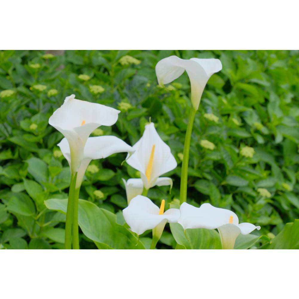 BELL NURSERY 1 Gal. Calla Color Pot White Live Perennial Plant (1-Pack ...
