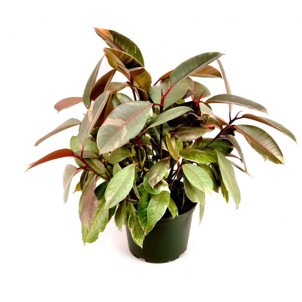 national PLANT NETWORK 8 in. Ficus Robusta Ruby Plant in Grower ...