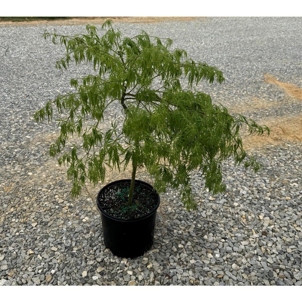 BELL NURSERY 3 gal. Viridis Green Leaf Japanese Maple Tree with Green ...