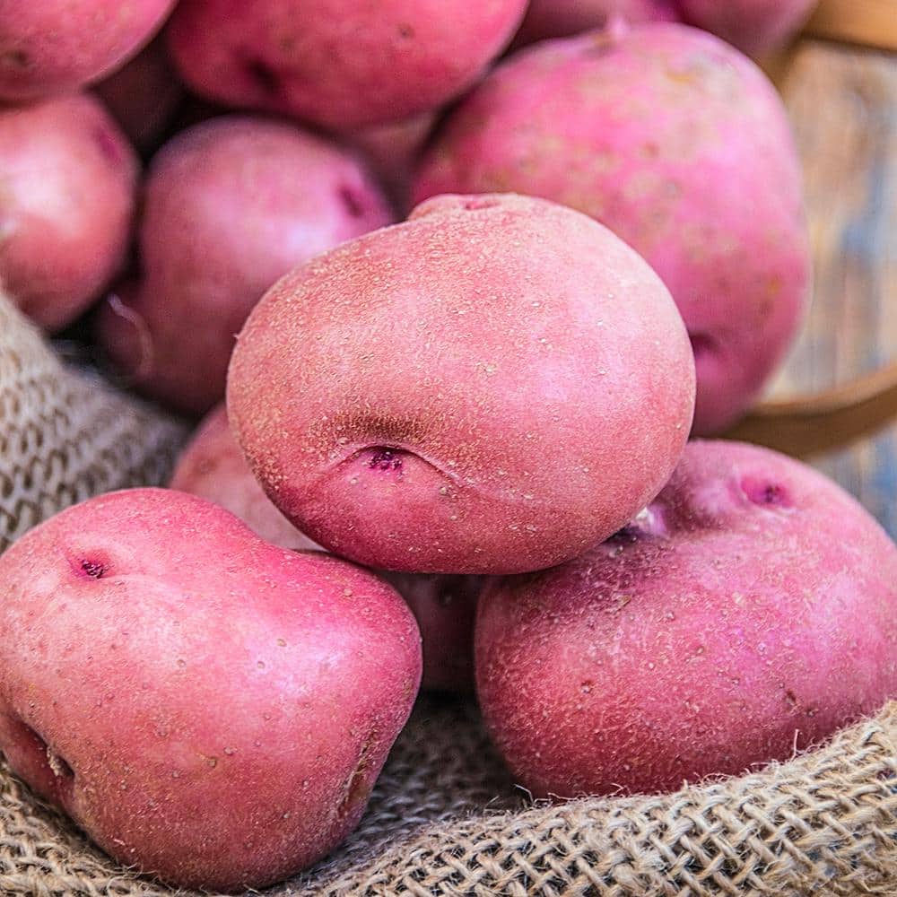 Gurney's 2 lbs. Red Pontiac Dormant Vegetable Seed Potatoes 74019 - The ...