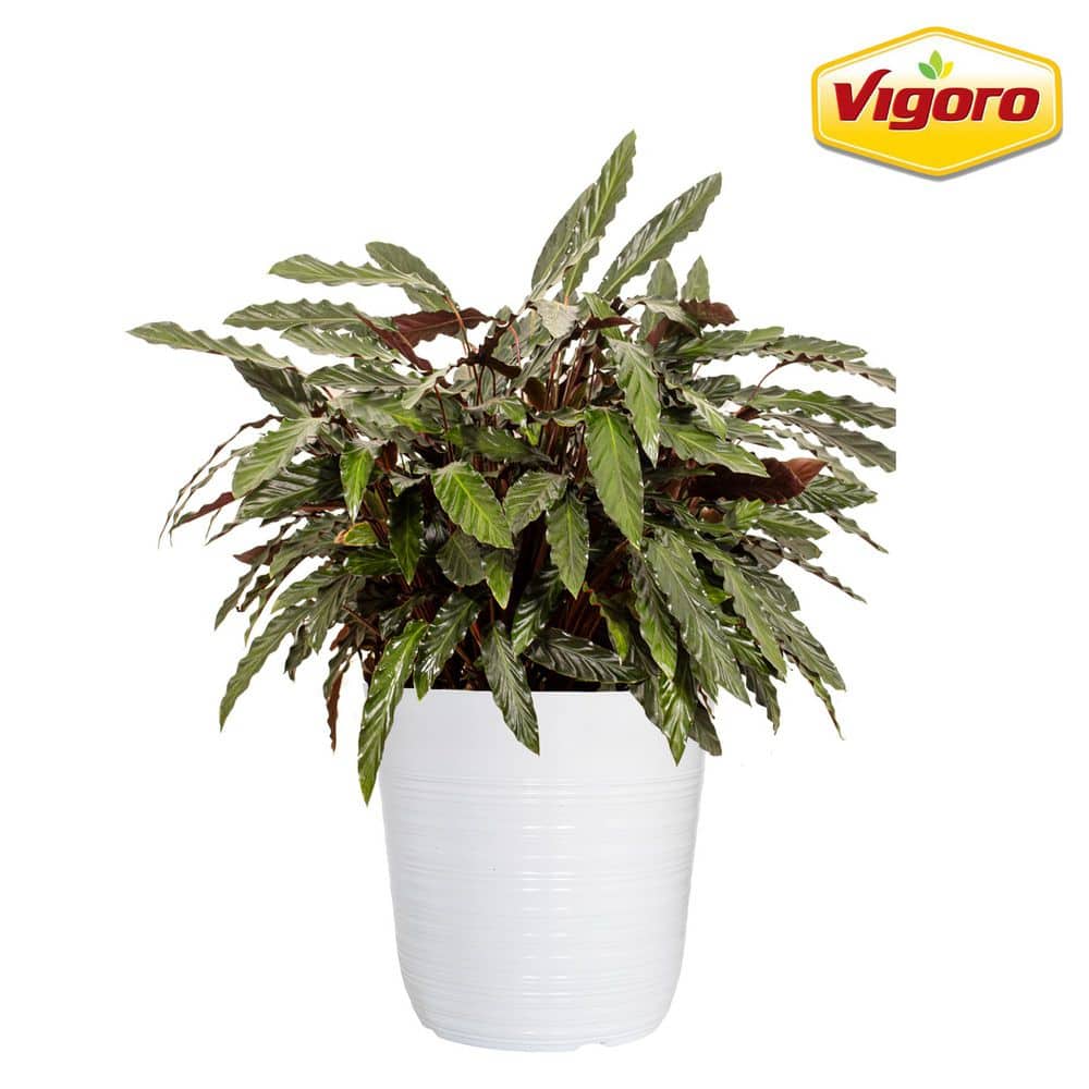 Vigoro 12 in. Vigoro Calathea Rufibarba Prayer Plant in White Decor Pot ...