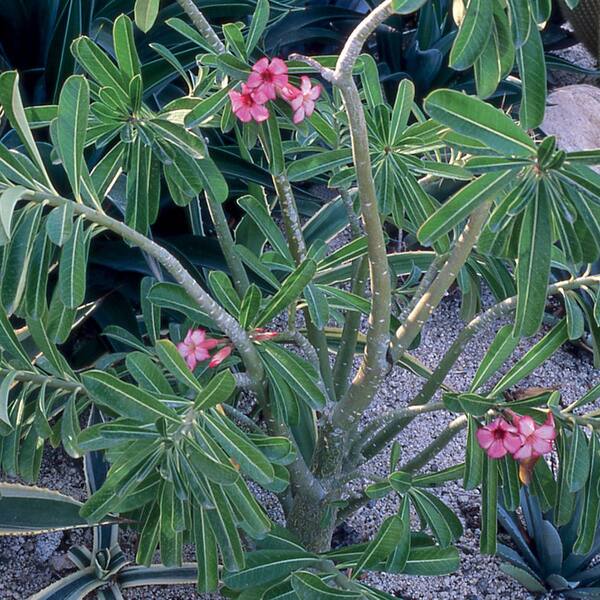 Vigoro 8 in. Adenium Shrub Plant 1002659863 - The Home Depot