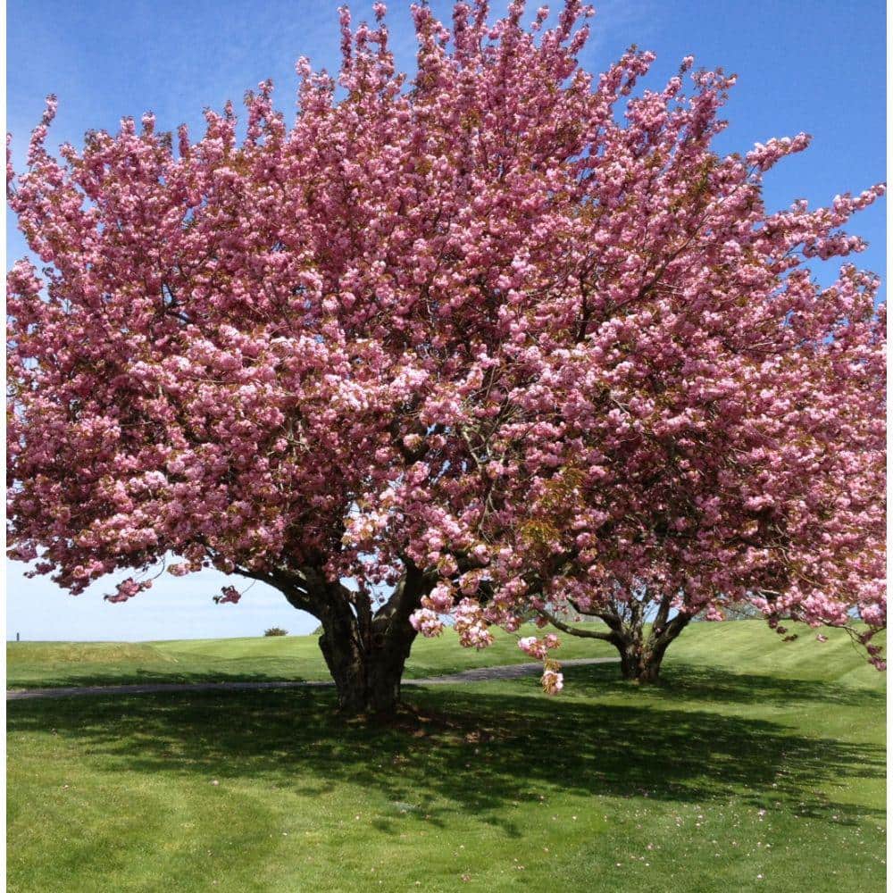 7 Gal. Kwanzan Cherry Flowering Deciduous Tree with Pink Flowers ...