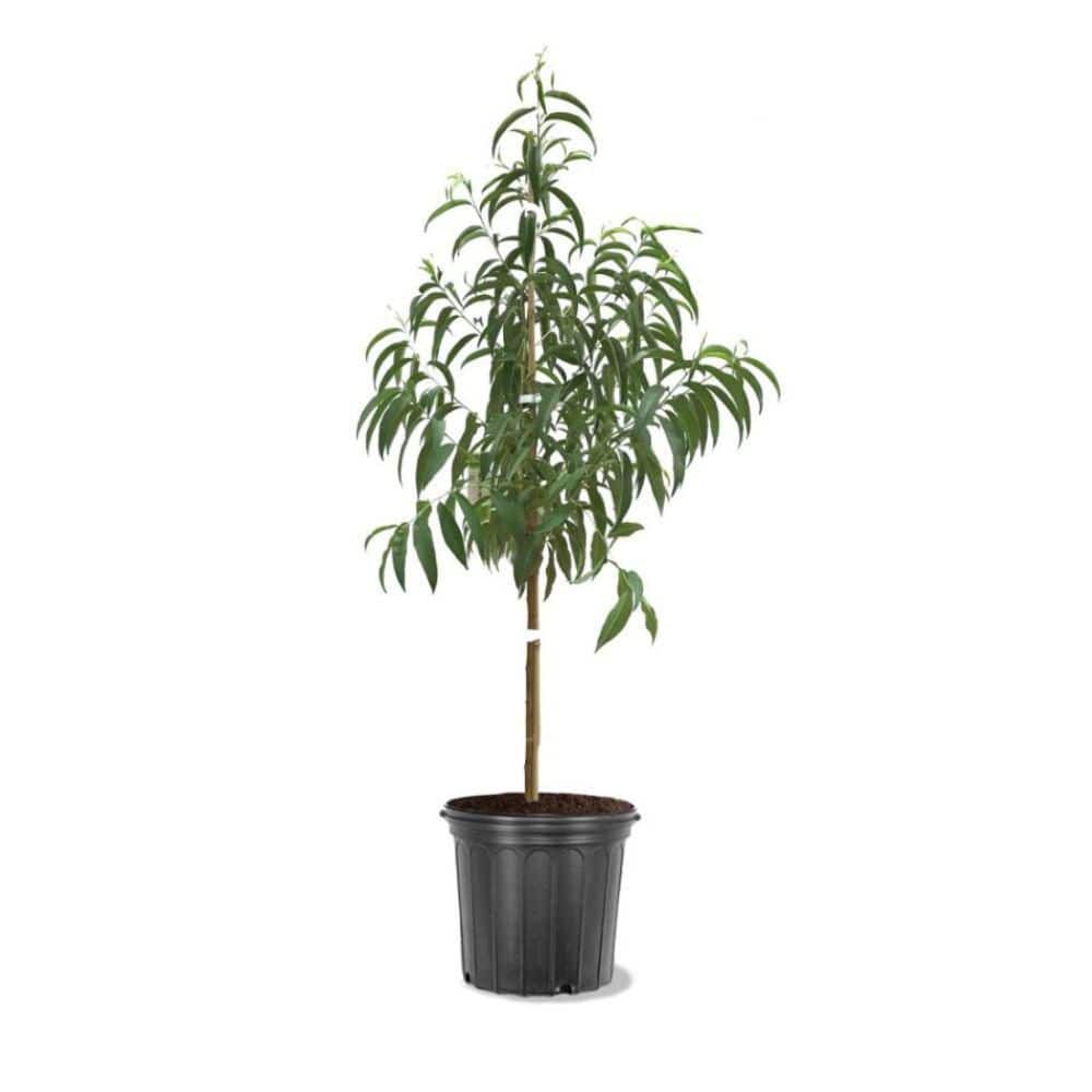 7 gal. Tropic Snow Peach Fruit Tree PCHTSN07G - The Home Depot