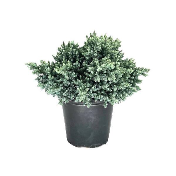 1.5 Gal. Blue Star Juniper Live Shrub with Icy Blue Folliage 1000043170 ...