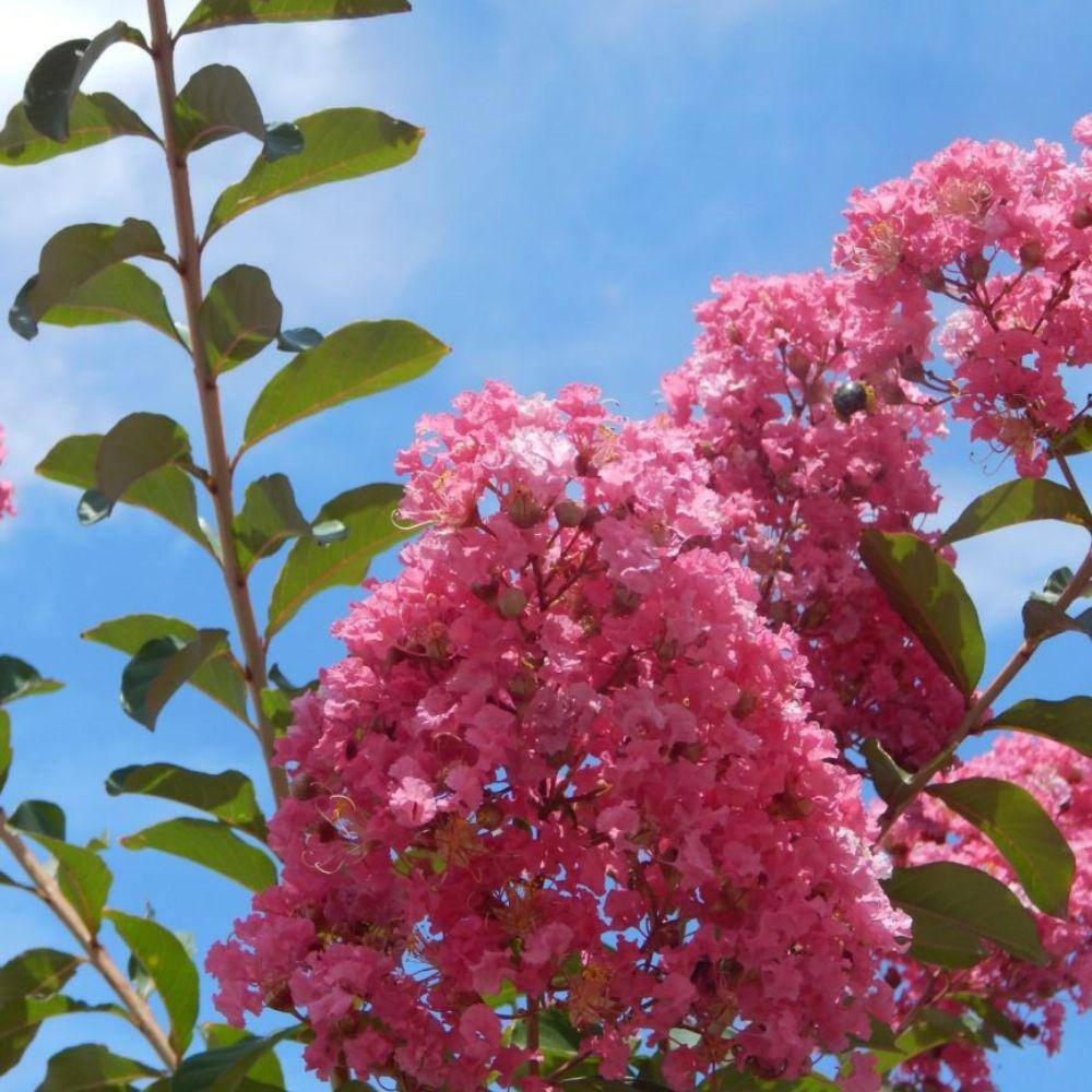 7 Gal. Miami Crape Myrtle Flowering Deciduous Tree with Pink Flowers ...