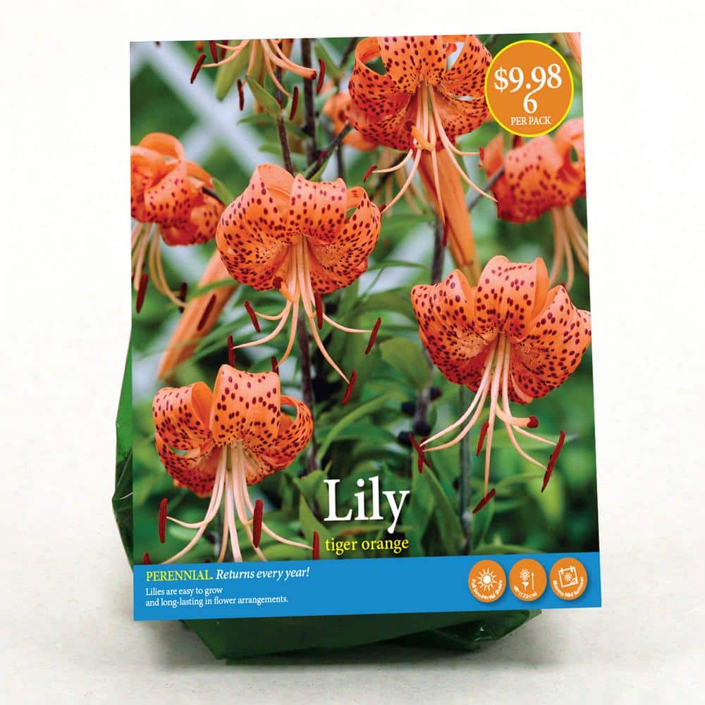 Double Orange Tiger Lily Bulbs (3-Pack) 34322 - The Home Depot