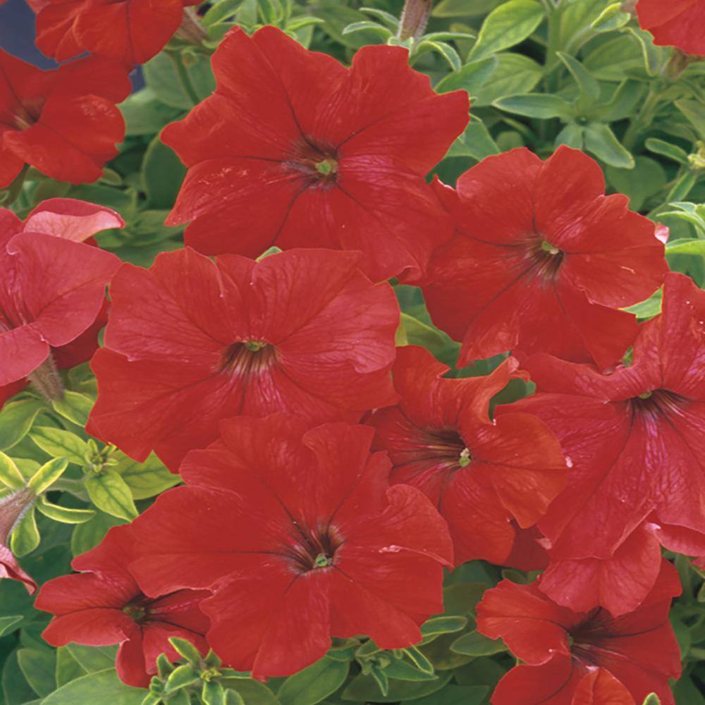 Costa Farms 1.5 Gal. Red Petunia Plant 1.50GHBPETREDAS - The Home Depot