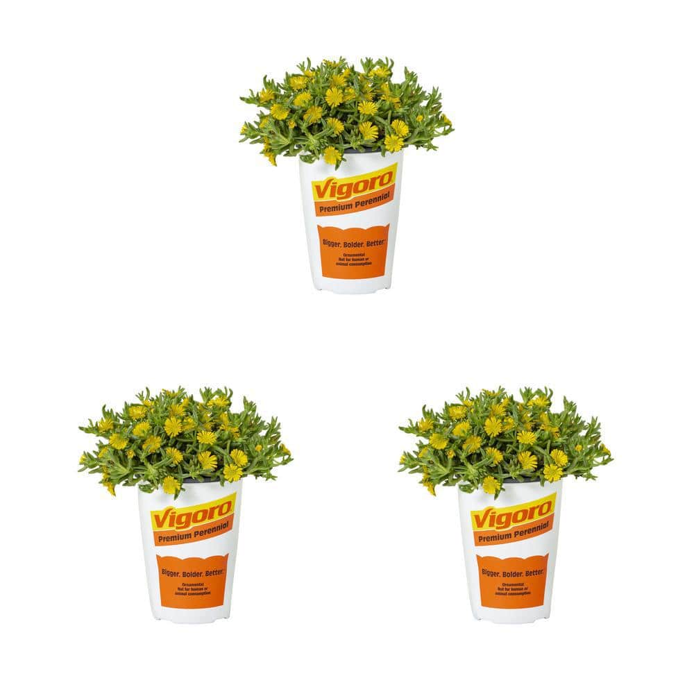 Vigoro 2 qt. Delosperma Ice Plant Wheels of Wonder Golden Yellow ...
