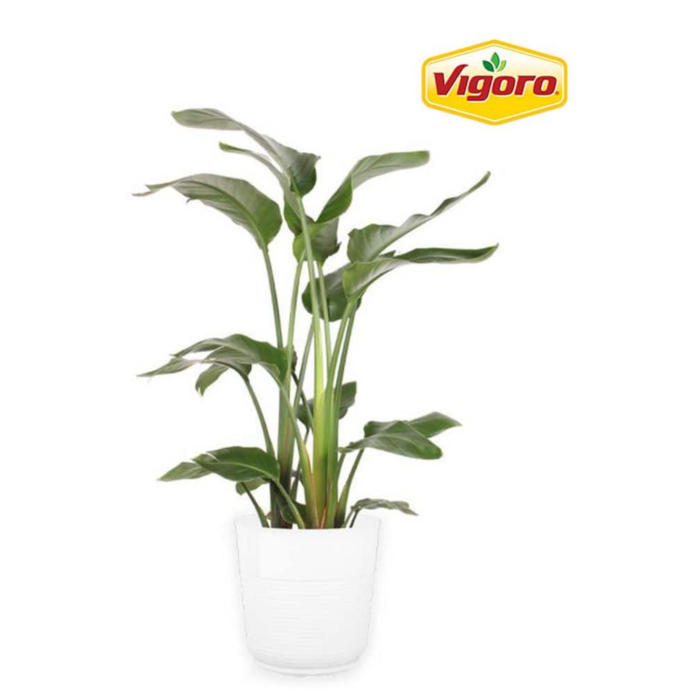Vigoro White Bird of Paradise Indoor Plant in 10 in. White Decor Pot ...