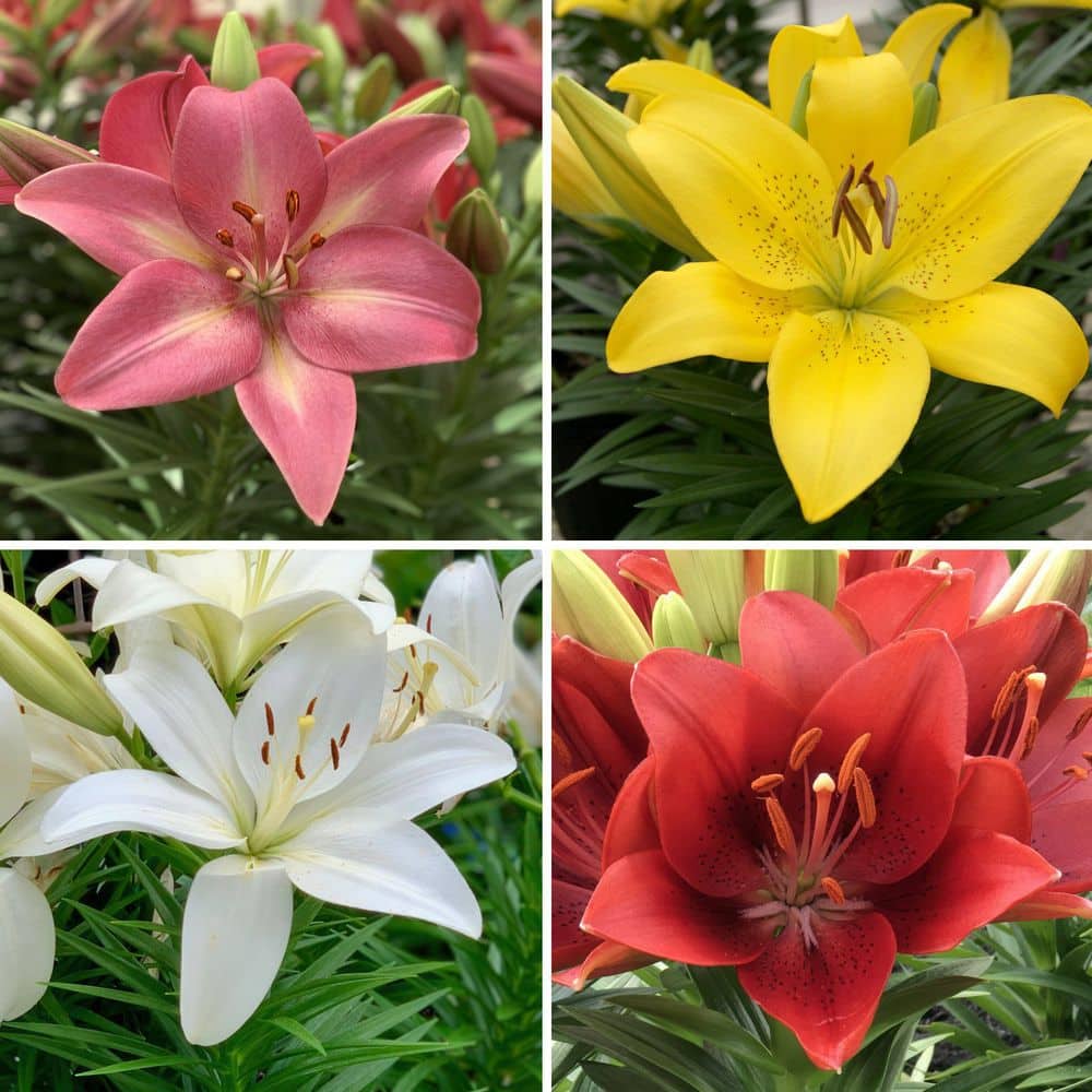 national PLANT NETWORK Lilies Rainbow LA Hybrid Lilies Bulbs (4-Pack ...