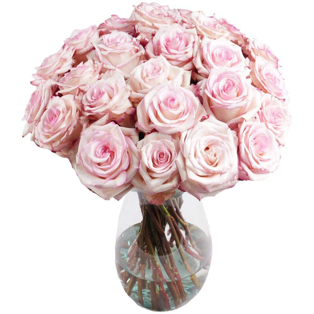 FLORAVAS FLORAVAS 25-STEM PINK ROSES WITH GLASS VASE-FRESH CUT ROSE ...