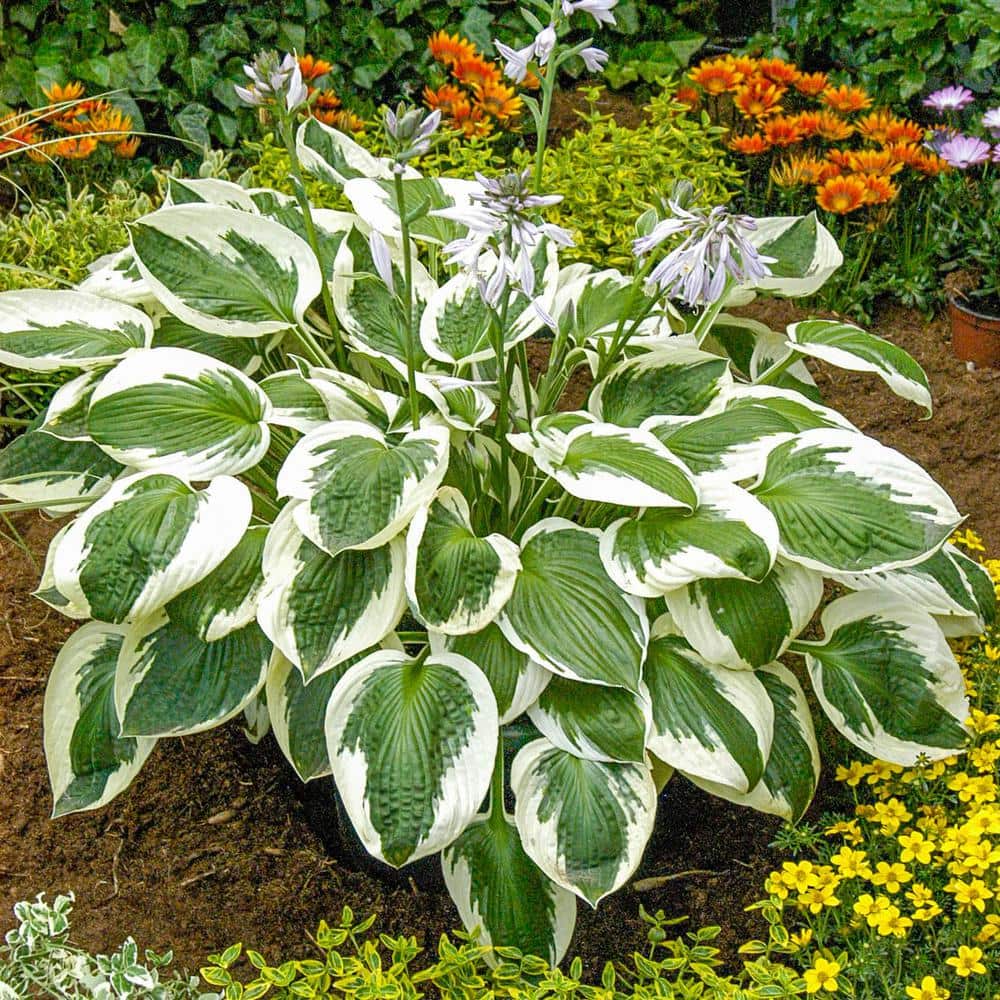 Spring Hill Nurseries 2.25 Gal. Pot, Fantabulous Hosta Deciduous ...