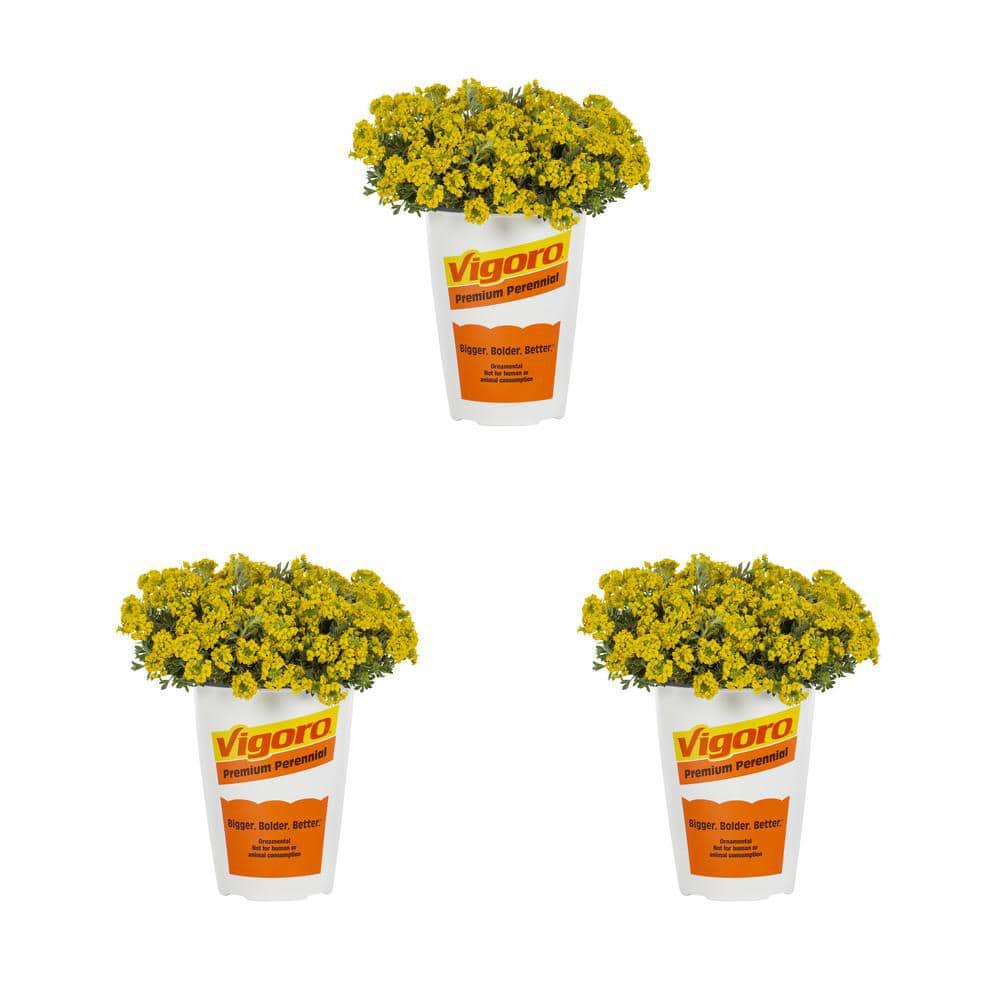 Vigoro 2 qt. Alyssum Sweet Alyssum Golden Spring Yellow Perennial Plant ...