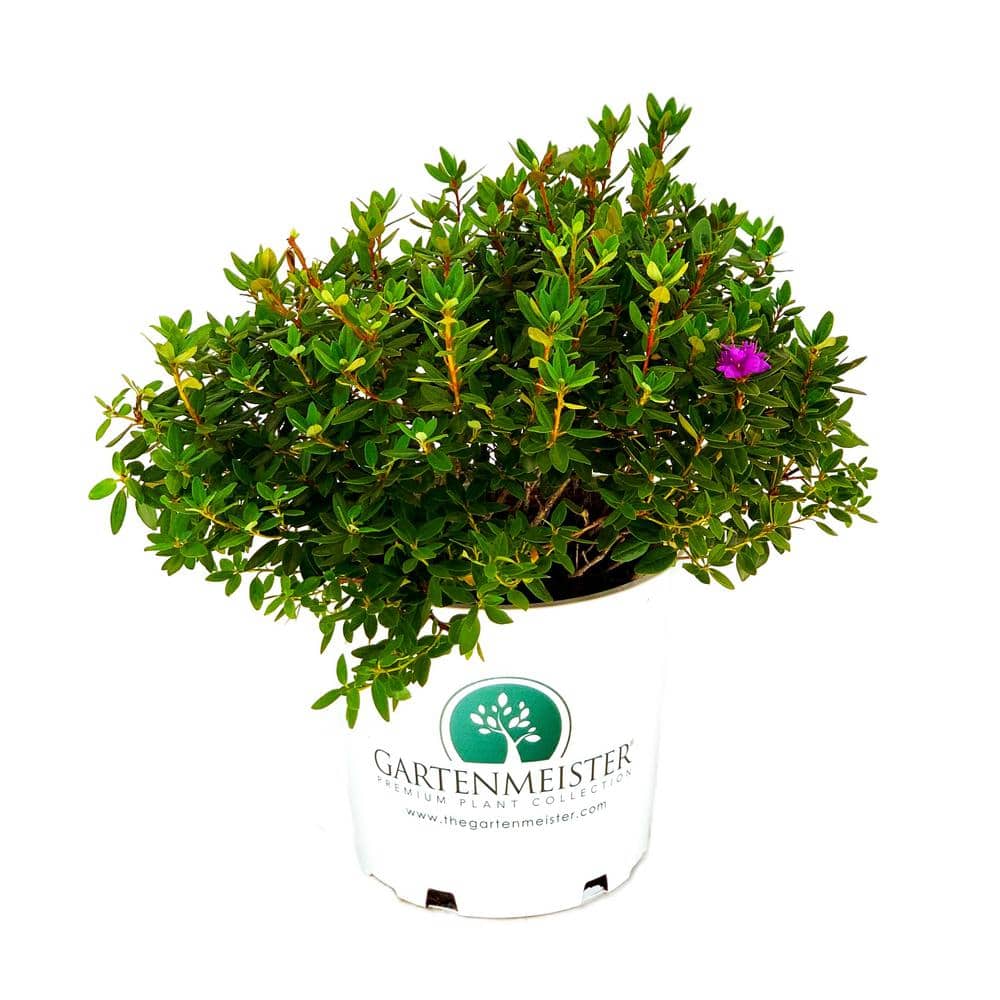 2.0 Gal Dwarf Purple Flowering Rhododendron (Rhododendron x 'Ramapo') 1 ...