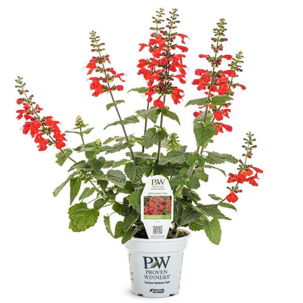 Proven Winners 7 in. Royale Unplugged Red Scarlet Sage (Salvia Coccinea ...