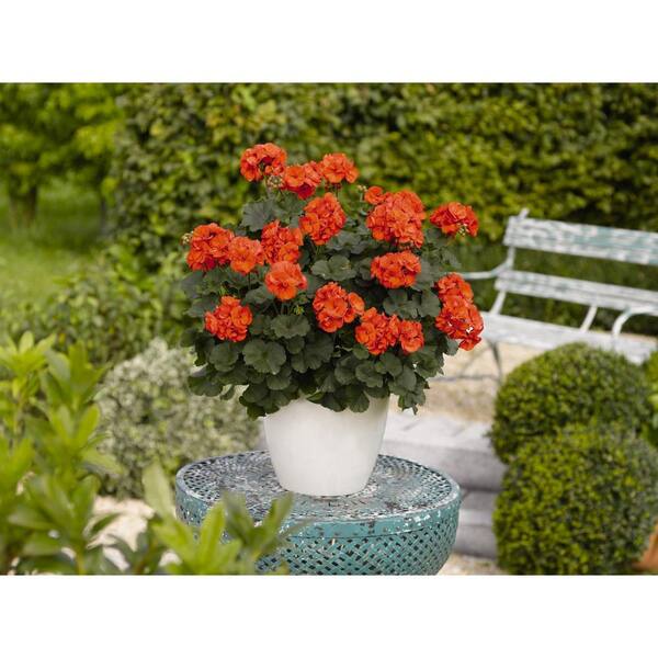 VIGORO 2.6 Qt. Oh So Orange Geranium Plant 1000722081 - The Home Depot