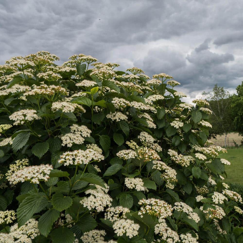 DIRECT GARDENING 9 to 12 in. Tall, Autumn Jazz Viburnum Super Value ...