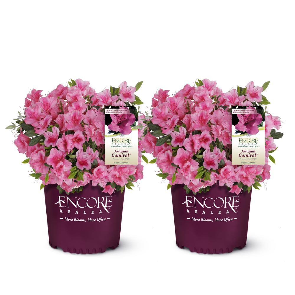 ENCORE AZALEA 1 Gal. Autumn Carnival Azalea Shrub with Fluorescent Pink ...