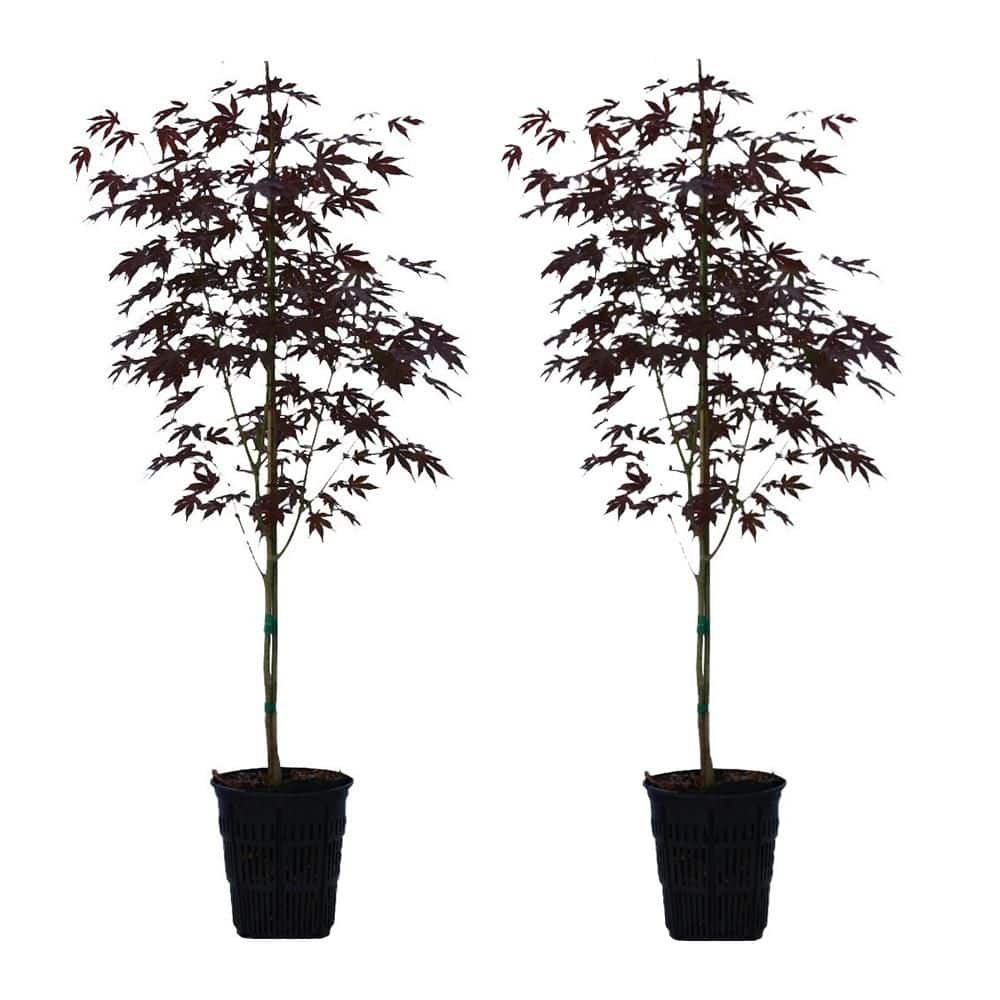 2 gal. Tamukeyama Deciduous Laceleaf Japanese Maple Tree 2-Pack ...