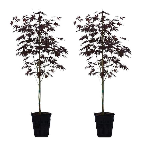 2 gal. Tamukeyama Deciduous Laceleaf Japanese Maple Tree 2-Pack ...