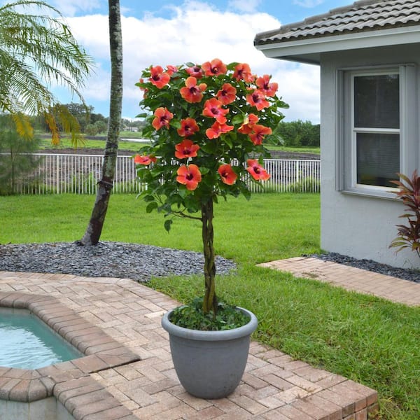 national PLANT NETWORK 2 gal. Hibiscus Fiesta Braided Annual Tree Plant ...