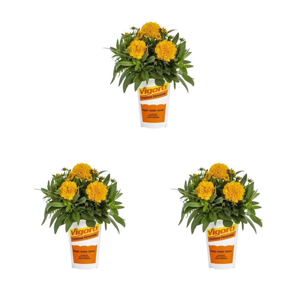 Vigoro 2 qt. Coreopsis Tickseed Solanna Golden Sphere Orange Perennial ...