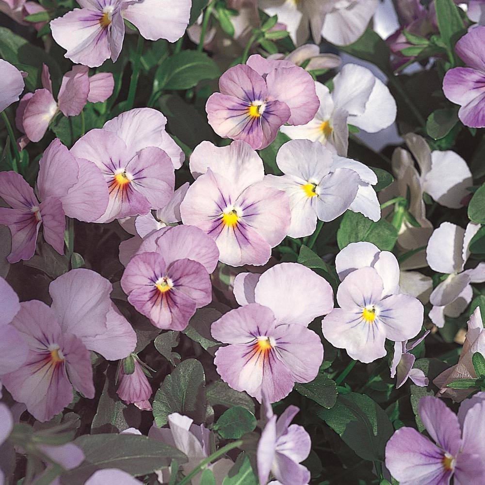 ALTMAN PLANTS 1-Pint Pink Viola Plant 55441 - The Home Depot