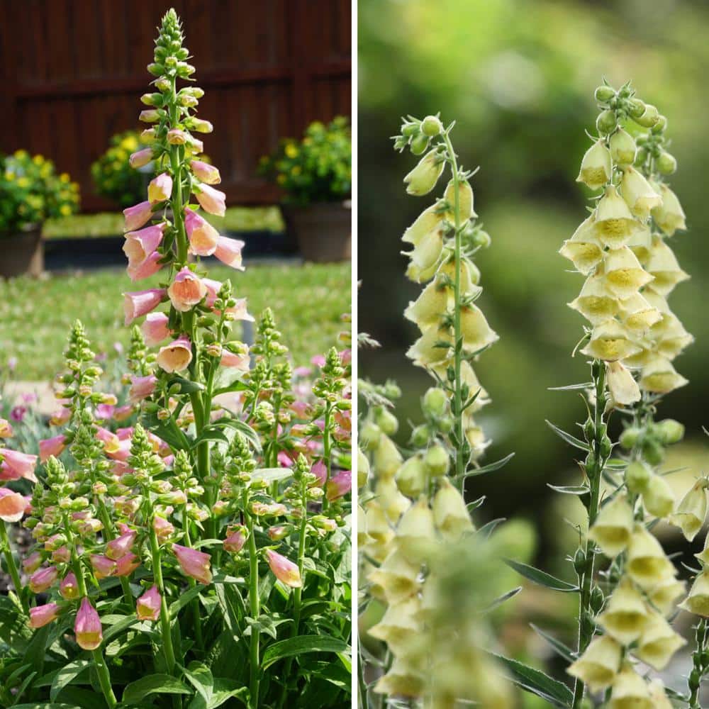 national PLANT NETWORK 4 in. Digitalis Arctic Fox Foxglove Plant Collection with Multicolor ...