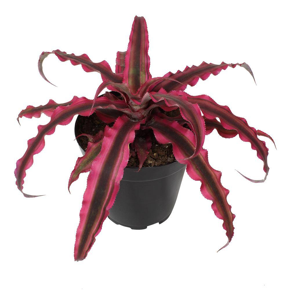 SMART PLANET 9 cm Cryptanthus Bivittatus Pink 0872357 - The Home Depot