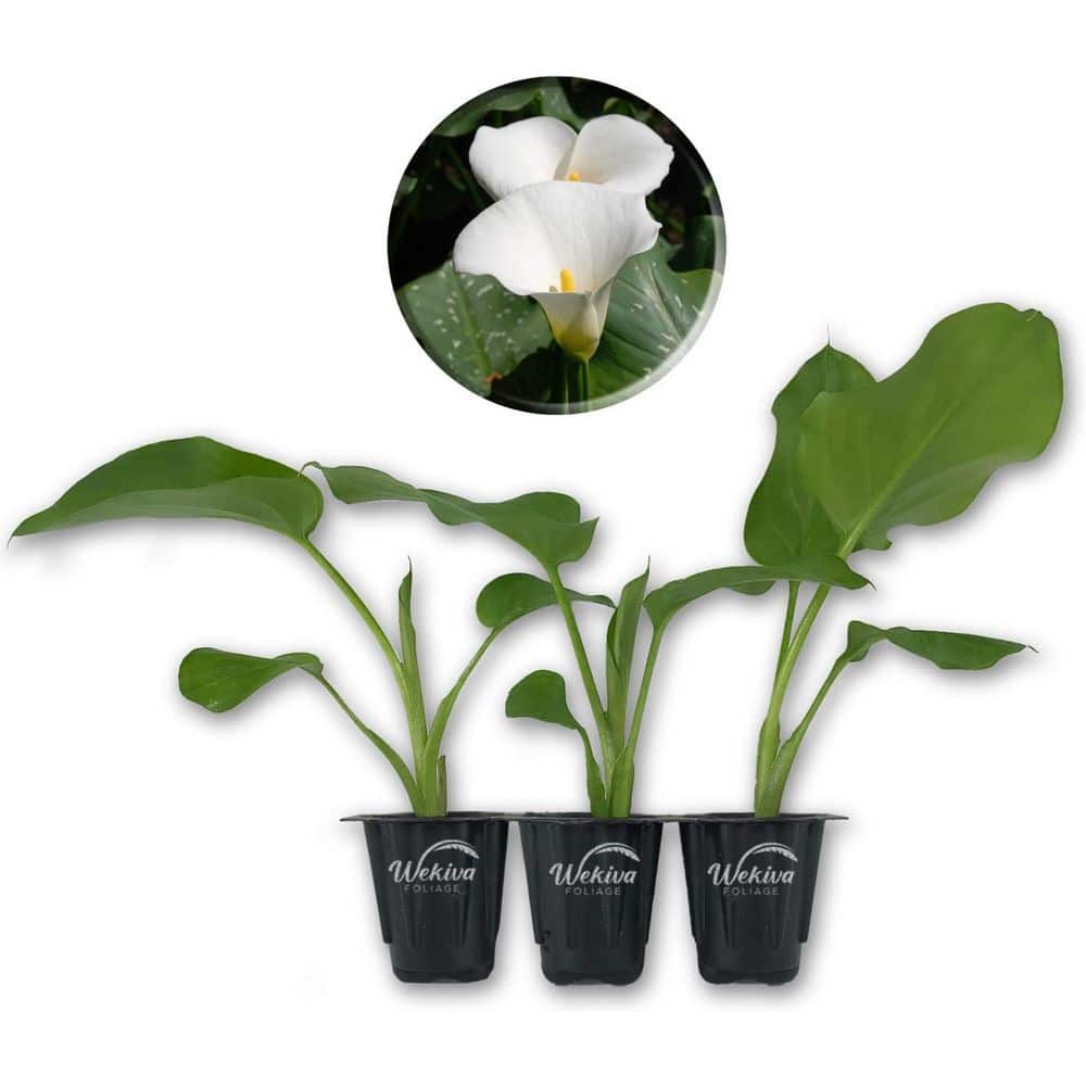 Wekiva Foliage White Giant Calla Lily-3 Live Starter Plants in 2 in ...