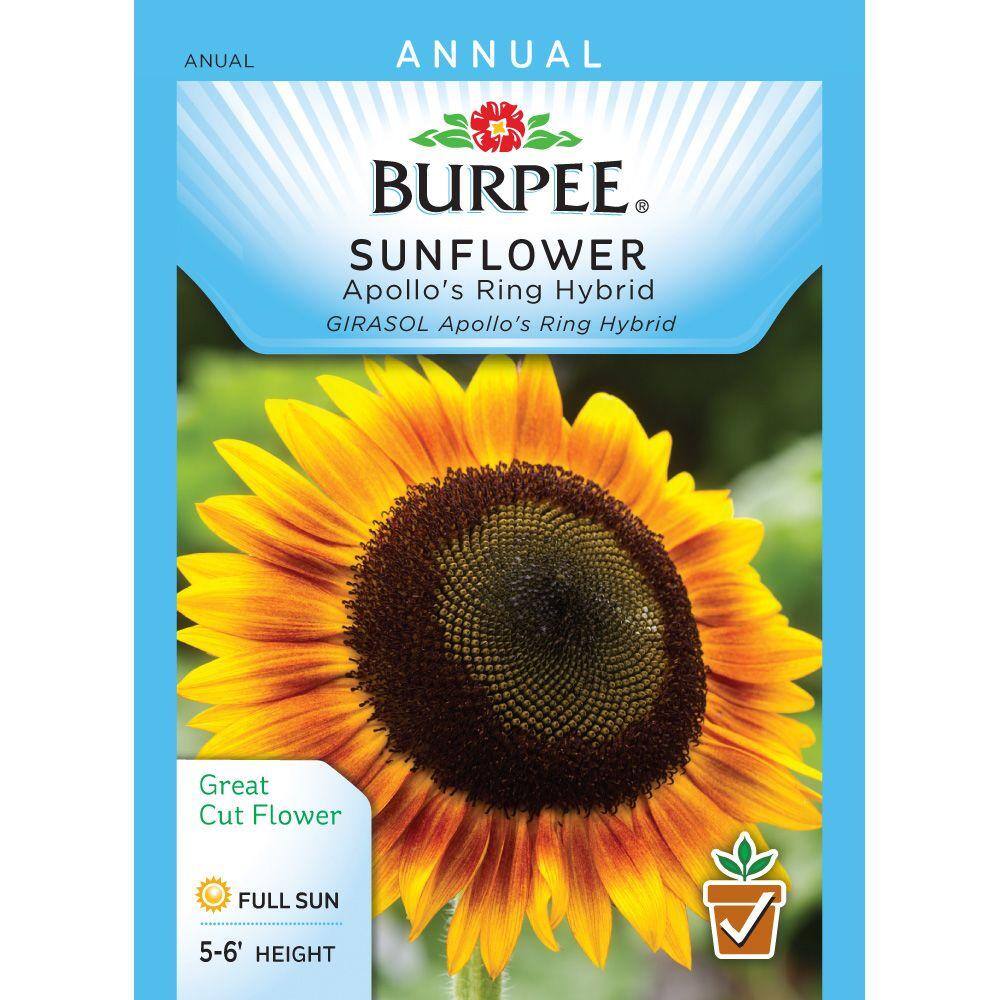 Burpee Sunflower Apollo's Ring Hybrid Seed 40514 - The Home Depot