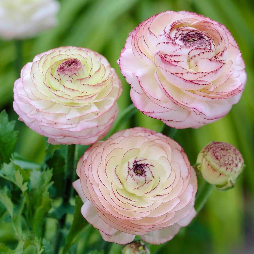 VAN ZYVERDEN Van Zyverden Butter Cups Ranunculus Double Picotee 7 Bulbs ... VAN ZYVERDEN Van Zyverden Butter Cups Ranunculus Double Picotee 7 Bulbs ...