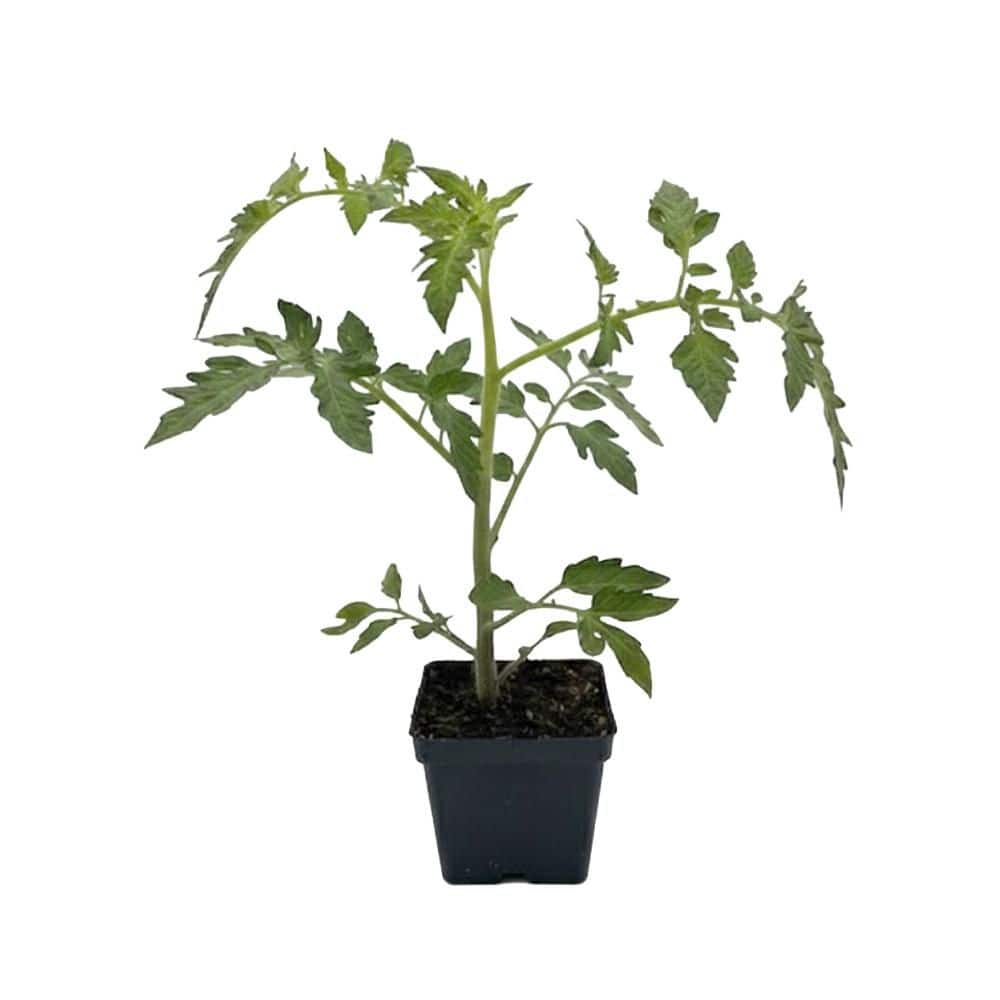 Burpee 4 In. Better Boy Plus Tomato Fruit Plant (6-Pack) PVTOM4BRB4PK ...