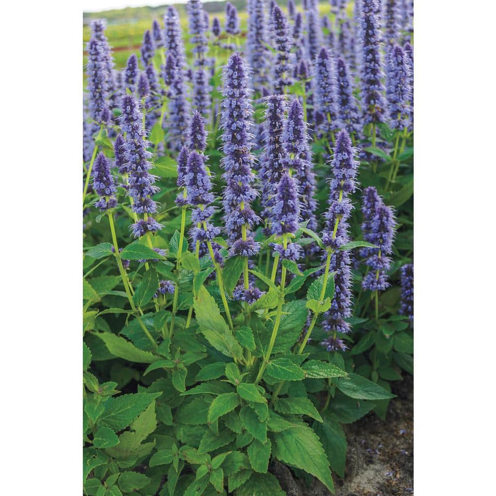 Spring Hill Nurseries Blue Flowers Blue Fortune Hummingbird Mint ...