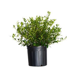 SOUTHERN LIVING 2 Gal. Fool Proof Gardenia, Evergreen Shrub with Pure ...