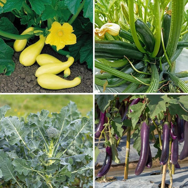 national PLANT NETWORK 2.5 in. Gormet Vegetable Plant Collection 4 ...