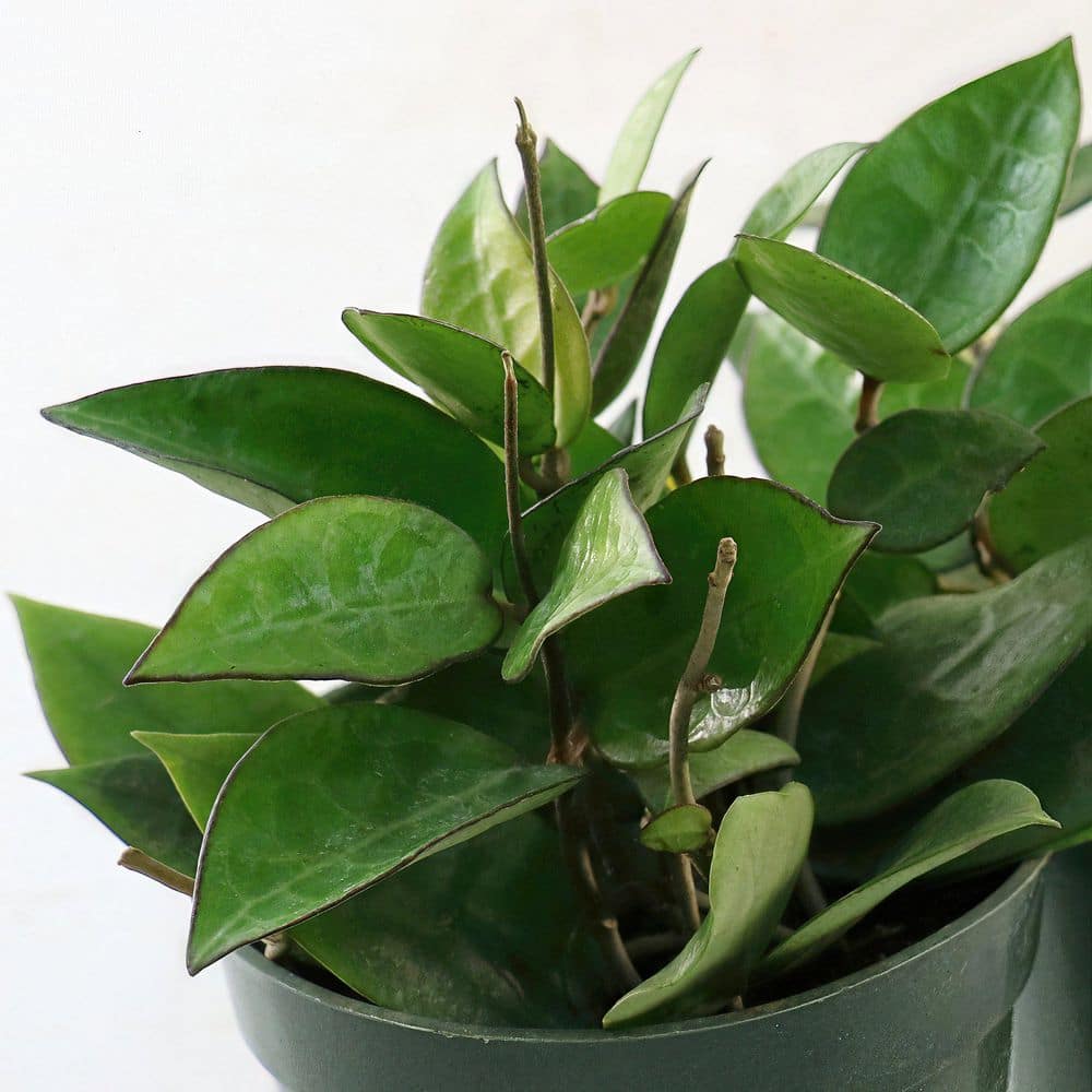 national PLANT NETWORK 4 in. Hoya Black Margin Plant in Grower ...