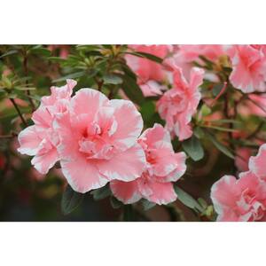 ENCORE AZALEA 3 Gal. Autumn Coral Azalea Shrub with Bright Pink Flowers ...