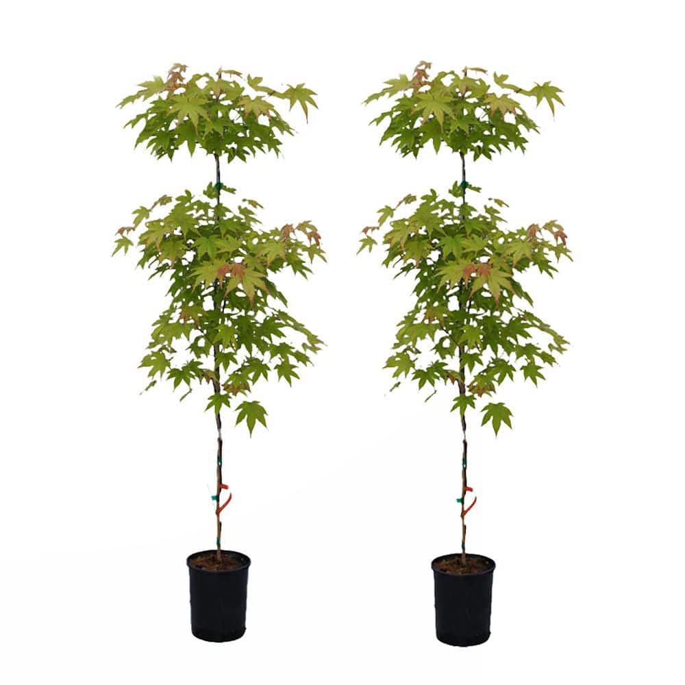1 gal. Moonrise Deciduous Japanese Maple Tree 2-Pack MAPMOO01GH-2P ...