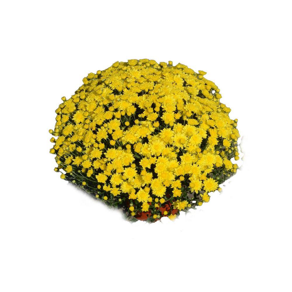 BELL NURSERY 3 qt. Chrysanthemum (Mum) Annual Fall Outdoor Live Plant ...