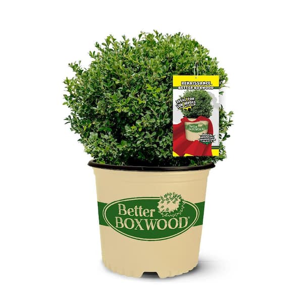 BETTER BOXWOOD 2 Gal. Renaissance Boxwood, Evergreen Shrub with Glossy ...
