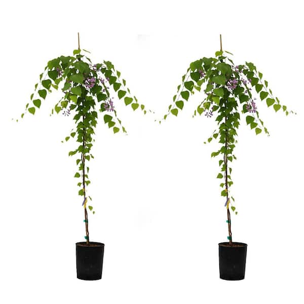 1 gal. Lavender Twist Deciduous Redbud Tree with Pink Flowers 2-Pack ...